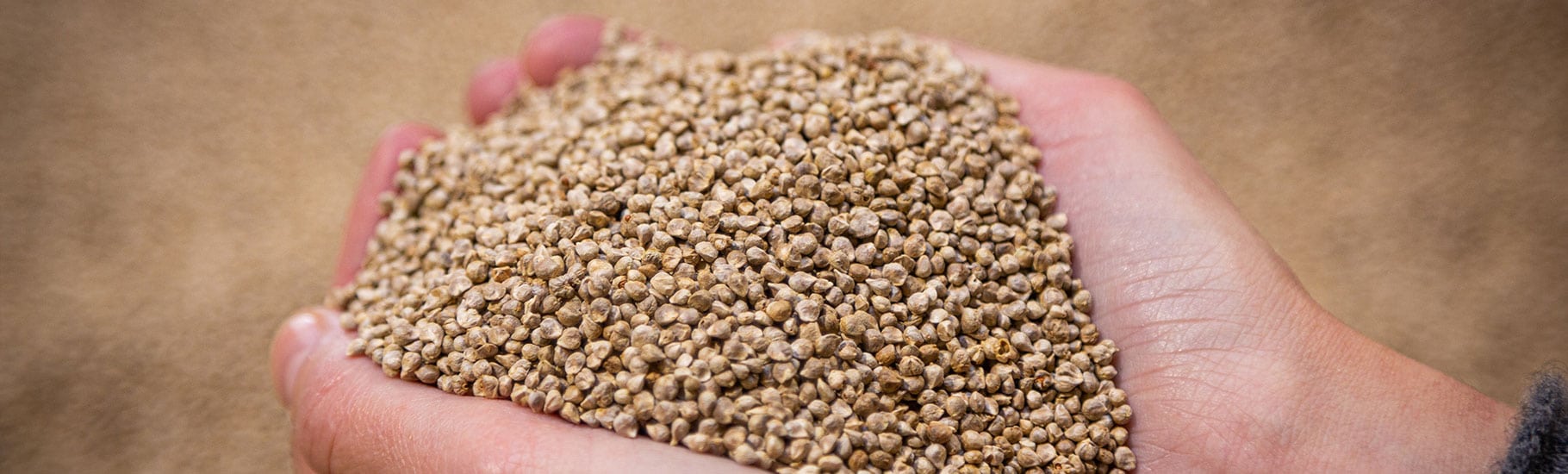 vegetableseeds - VIKIMA SEED A/S